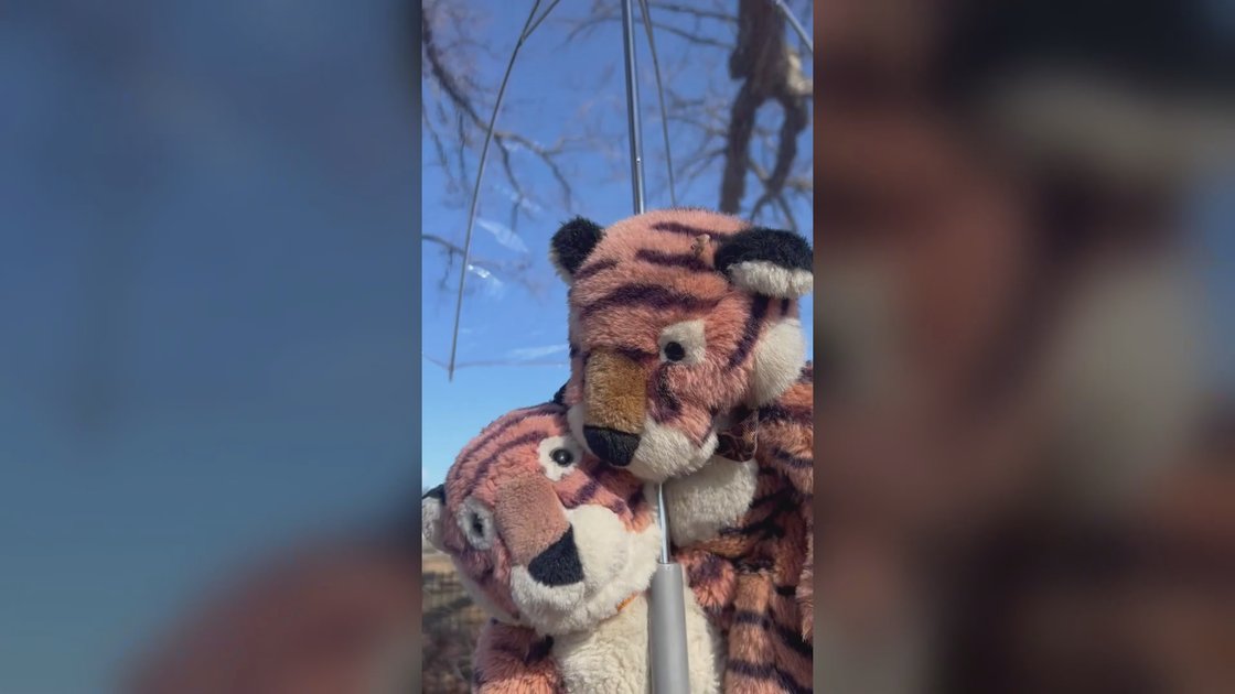 Tiger's Windy Day - DistroVid Gallery
