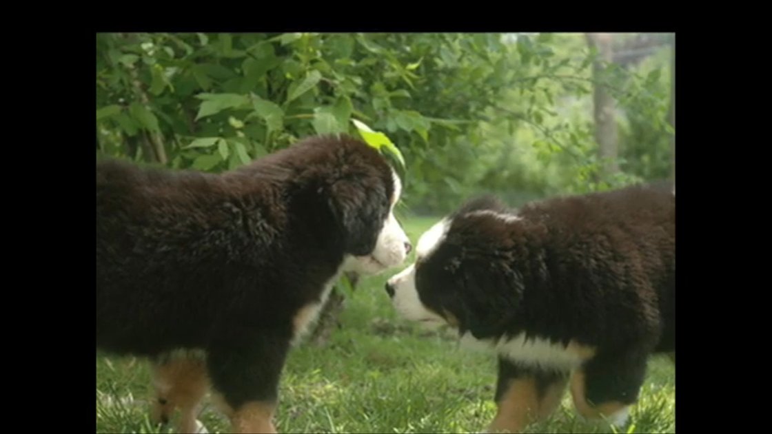 Ronan and Raia - DistroVid Gallery