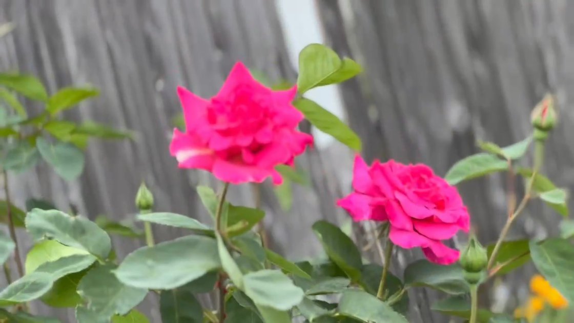 Beyond Lost - DistroVid Gallery